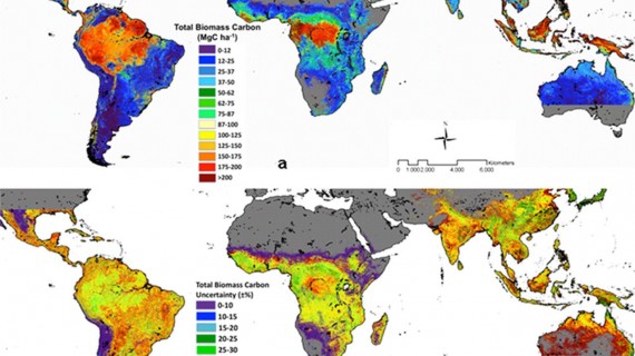Amazon: the larger ever Reforestation project