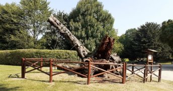 The 10 Most Beautiful Monumental Trees in Italy - Ecobnb