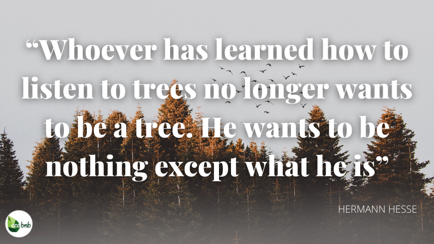 The Best Quotes on Trees and Forests - Ecobnb