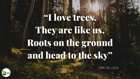The Best Quotes on Trees and Forests - Ecobnb