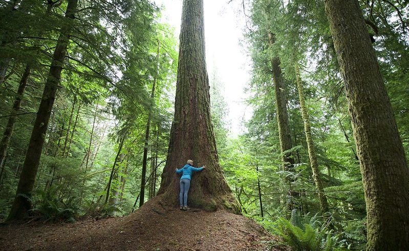 Forest Therapy: 2 Hourse per Week among Nature to Reduce Stress